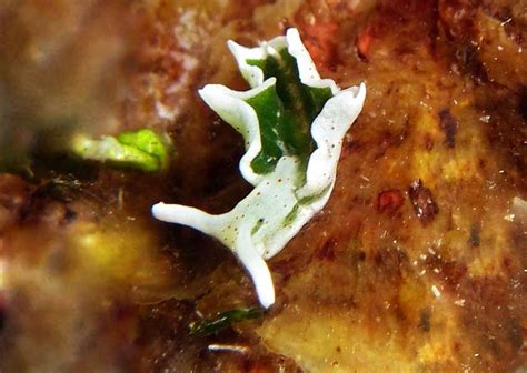 Elysia Timida Green Elysia Sea Slug Atlantis Gozo Diving Malta