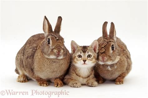 Pets Two Agouti Rabbits With A Ticked Tabby Kitten Photo WP37577
