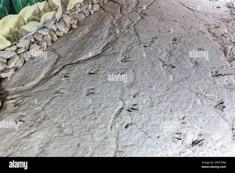 Well Preserved Fossilized Raptor Bird Like Dinosaur Three Fingered