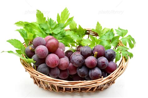 かご盛り葡萄 写真素材 5793269 フォトライブラリー Photolibrary