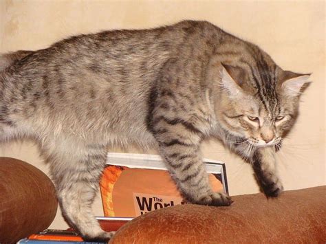 Pixie Bob Cat Breed Profile Litter Robot