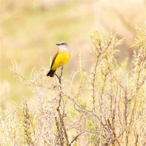 Western Kingbird Facts Diet Habitat And Pictures On Animaliabio