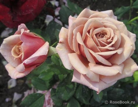 Розы флорибунды с необычной редкой окраской. Розы, меняющие цвет ...