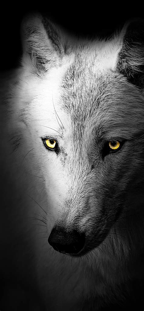Wolf Wallpaper K Black Background Wild K