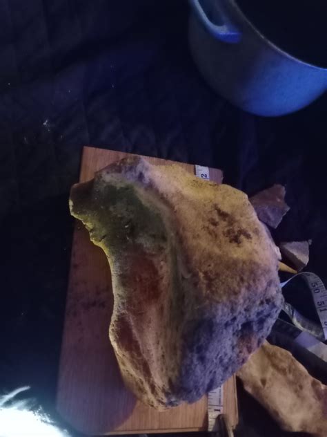 Unknown Fossil Id The Fossil Forum