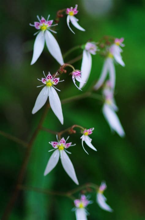 丸山で出会ったユキノシタ 自然と仲良くなれたらいいな3