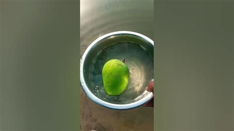 आम 🥭🥭🥭 Mango Paste আম মাখা করলাম আজকে 🥭🥭 Mango आम Youtube