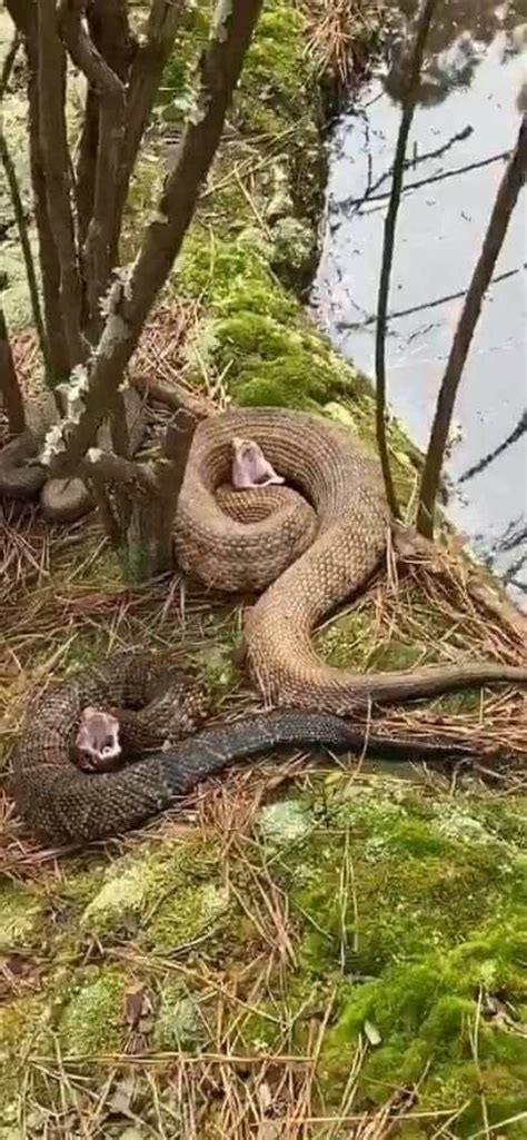 Heather 🐍 About Cottonmouth Bites Venom Is Cytotoxic It Destroys