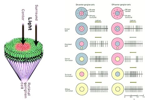 What Are Retinal Receptive Fields Keops