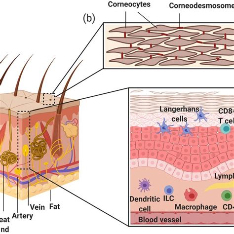 Schematic Design And Strategy For Dermal Photo‐trail Therapy Against