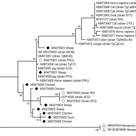 Molecular Phylogenetic Analysis Of Different Types Of Toxoplasma