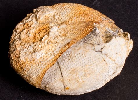 Echinoderm Fossil Ebth