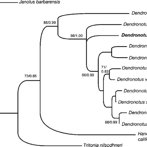 maximum likelihood tree of concatenated dataset coi 16s h3 support