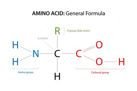Premium Vector The General Formula For An Amino Acid