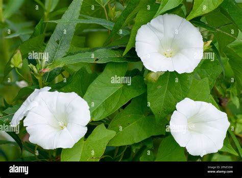 Bellbine Hedge Bindweed Hedge False Bindweed Ladys Nightcap