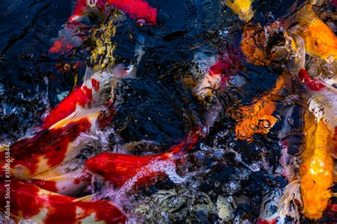 Japan Koi Fish Swimming In A Water Garden Fancy Carp Fish Koi Fishes Koi Fish Swim In Pond