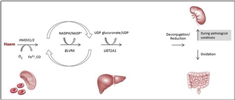 Diagram Of Bilirubin Quizlet