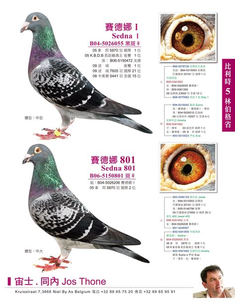 名鴿專集 ─ 116賽鴿網｜專業攝影、專集出版