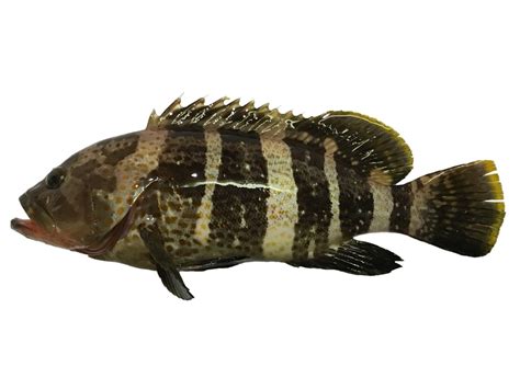 アオハタ フィッシュズカン