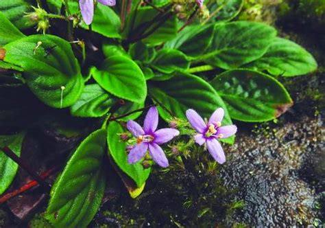 东亚季风吹拂下的山地植物