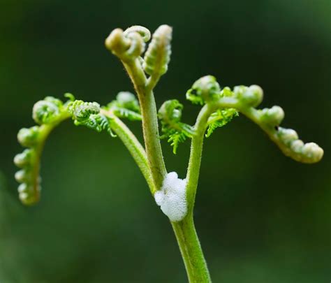 Premium Photo Plant With Spittlebug Foam