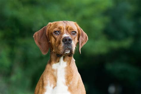 Portugese Pointer De Toegewijde Werker Hond Nl