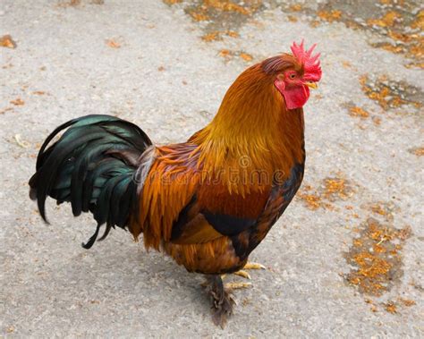 Jeune Coq De Basse Cour Photo Stock Image Du Peigne 69937854