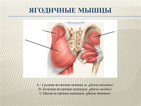Мышцы таза Online Presentation