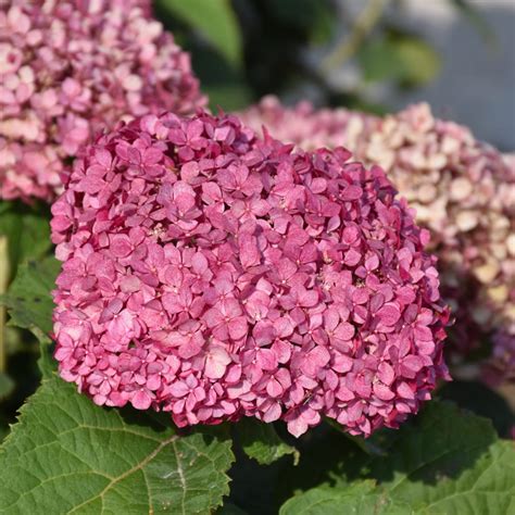 Invincibelle Mini Mauvet Hydrangea Smooth Hydrangea Platt Hill Nursery