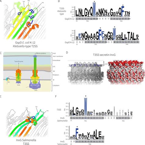 Structure And Membrane Topography Of The Vibrio Type Secretin Complex From The Type 2 Secretion
