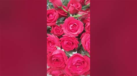 ২১ শে ফেব্রুয়ারী Youtube