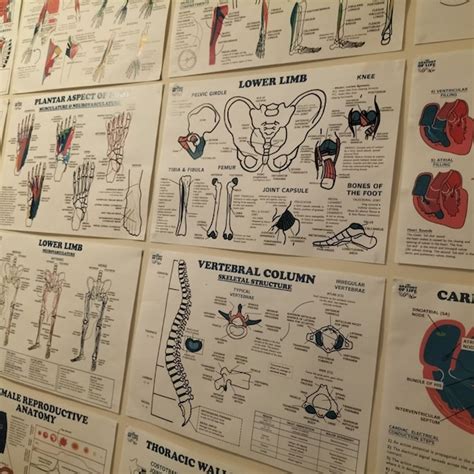 Enzyme Function Science Printable Poster Etsy