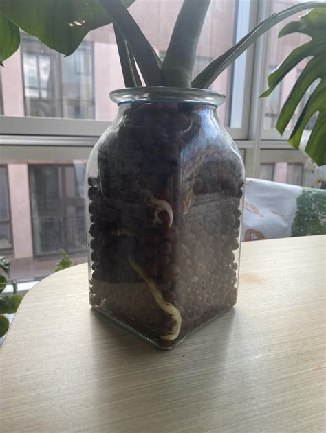 Monstera Root Cutting Has Black Tips R Plantclinic