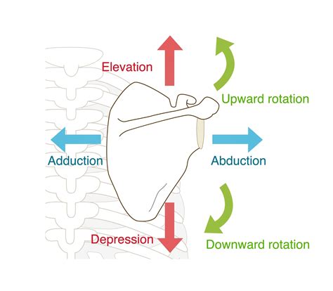 Scapular Movements Myotherapy Remedial Massage And Sports Massage In