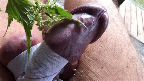 Bdsm Tortur Penis With Stinging Nettles Watch Online Gigsex