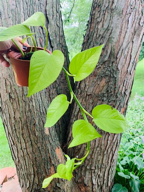 Neon Pothos Trailing With New Growth Well Rooted Houseplant Etsy