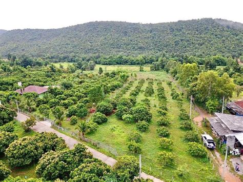 ขาย ที่ดิน ตำบลศรีบัวบาน ลำพูน 1 ไร่ ห่างสนามบินเชียงใหม่45 กม Id