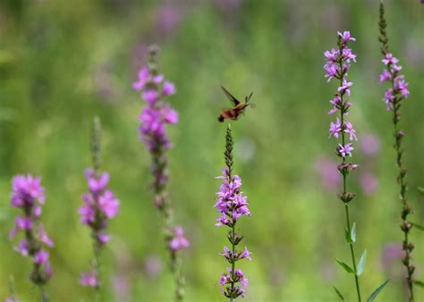 Red House Garden Biological Control Of Purple Loosestrife