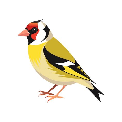 Download Goldfinch Bird Vector Art Illustration White Background Eps