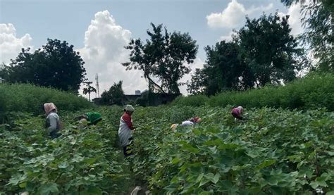 Telanganas Farmers Call Revanth Reddys Unfulfilled Rythu Bharosa