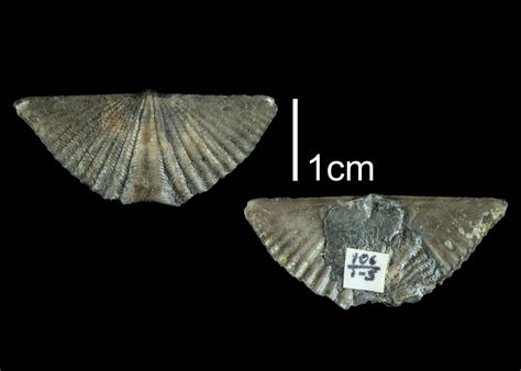 Mucrospirifer Mucronatus · Devonian Atlas Of Ancient Life