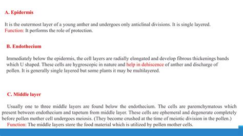 Development Of Male Gametophyte Pptx