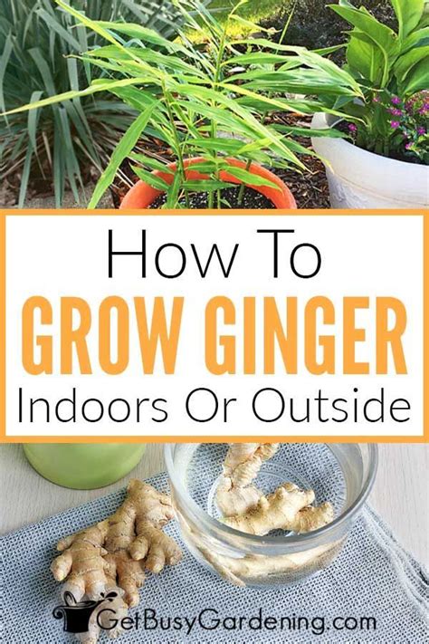 Ginger Plant Care The Complete Growing Guide Artofit