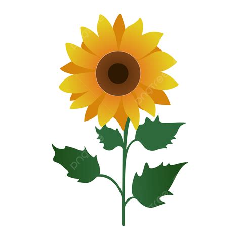 Simple Flat Hand Draw Sunflower Cartoon Vector Hand Draw Sunflower
