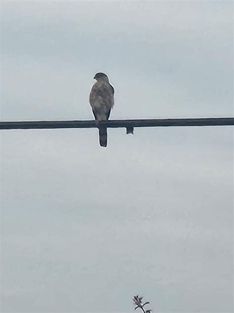 Hawk Identification Please Rbirding
