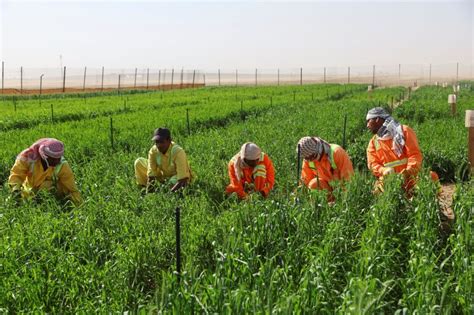 Icarda International Center For Agricultural Research In The Dry Areas