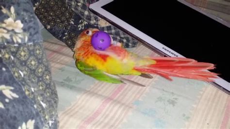 Silly Chico Tumbex
