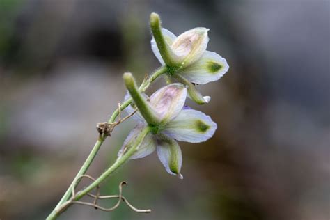 Delphinium Denudatum Eflora Of India