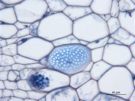 Plant Anatomy Database