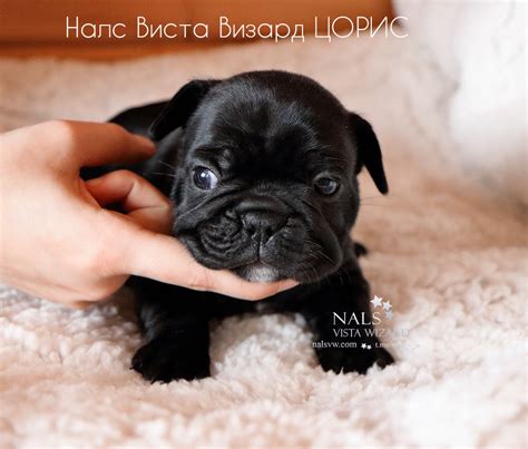 Щенки французского бульдога